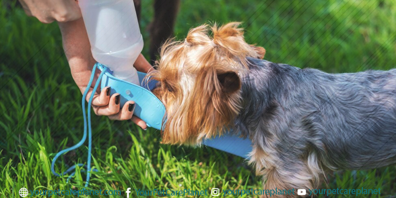 How to Stop Dog Bites