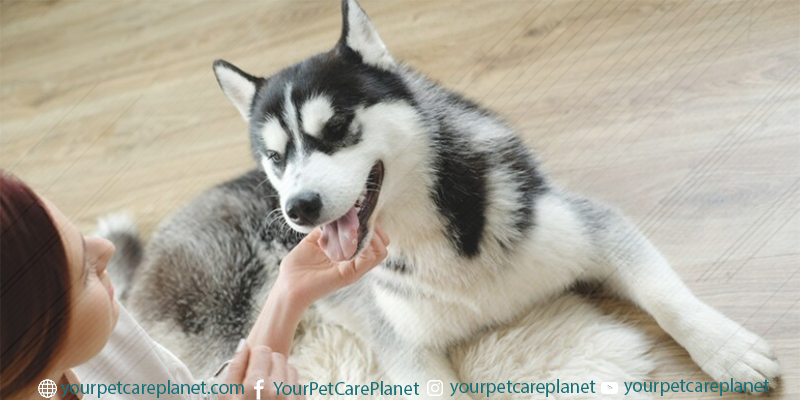 How to Stop Dog Bites